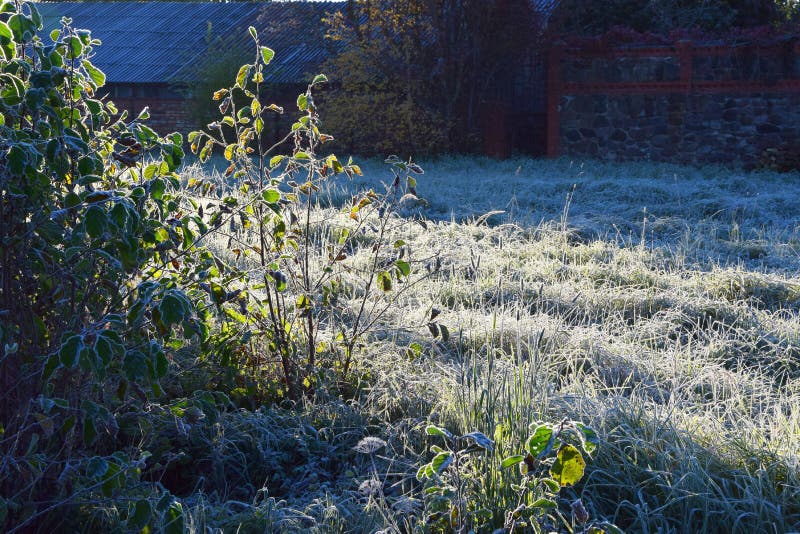 Field surrounded by bushes stock photo. Image of grass - 263494788