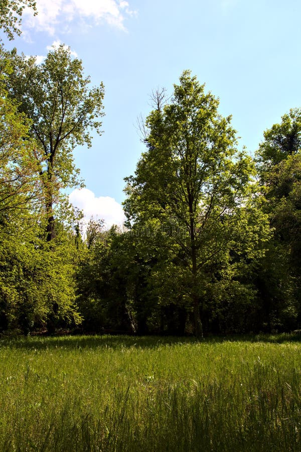 Field Surrounded by Trees in a Park in the Italian Countryside Stock ...