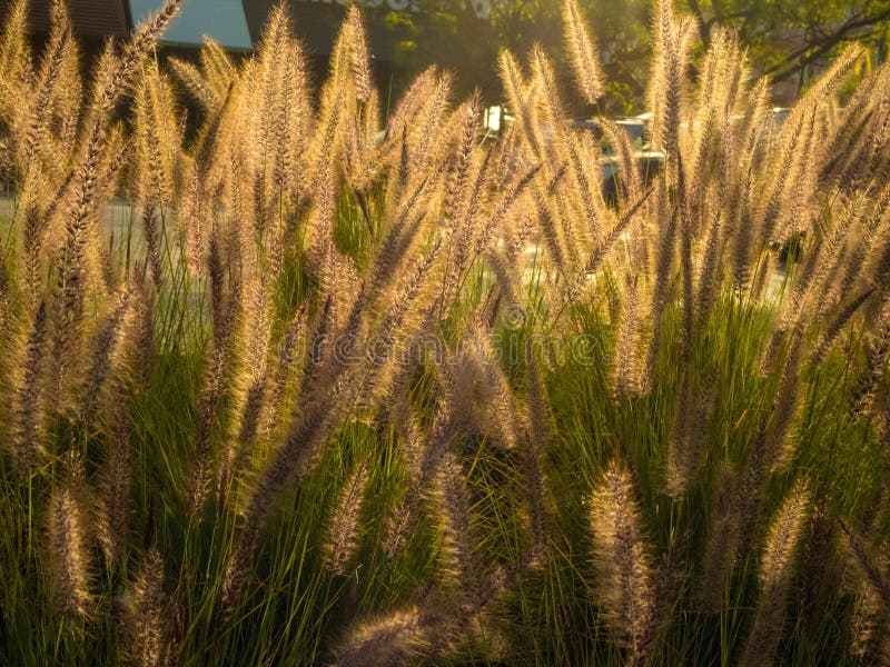 Field of Sweet Grass during Daytime - Great for a Beautiful Wallpaper ...