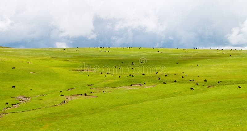 Field on tableland stock photo. Image of china, beautiful - 15666006