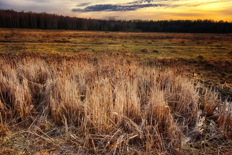 A Field with Tall, Brown Grass is Captured at Sunset, with Trees Lining ...