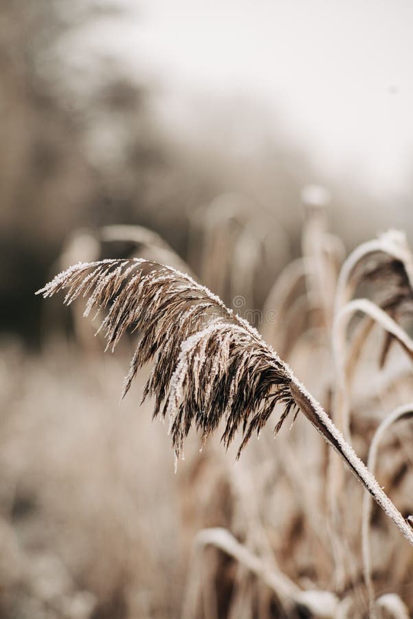 Field with Tall Golden Frozen Grass in Winter Stock Image - Image of ...