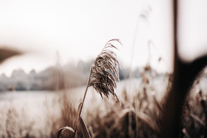 Field with Tall Golden Frozen Grass in Winter Stock Image - Image of ...