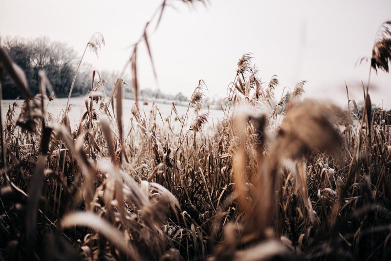Field with Tall Golden Frozen Grass in Winter Stock Photo - Image of ...