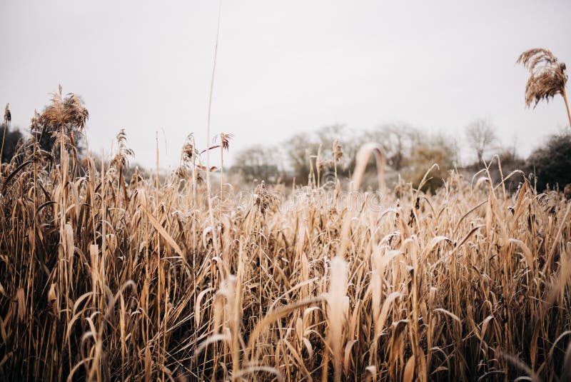 Field with Tall Golden Frozen Grass in Winter Stock Photo - Image of ...