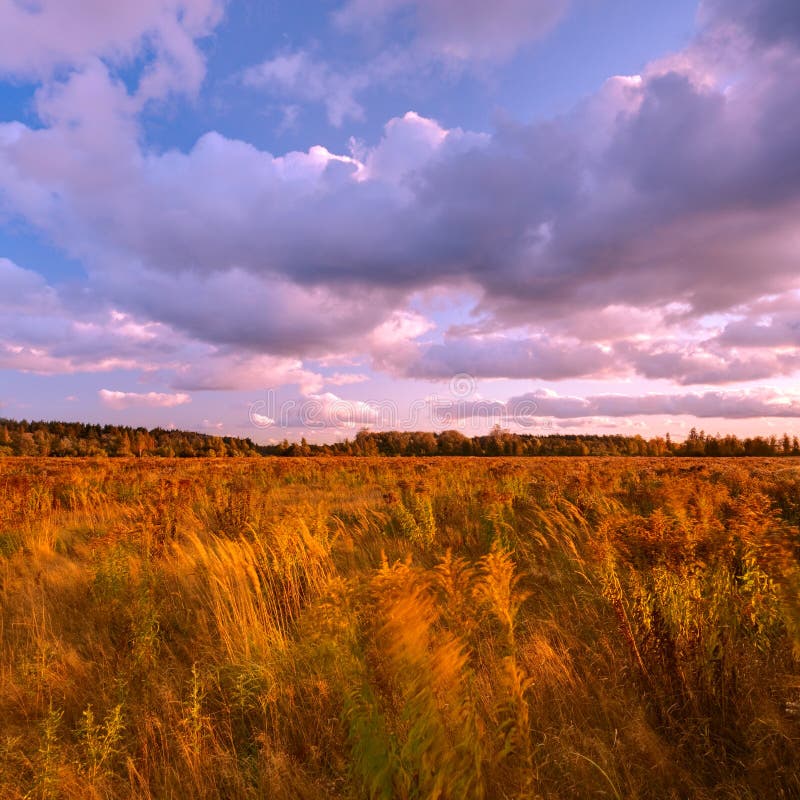 Field of tall grass stock photo. Image of nature, sunset - 11303386