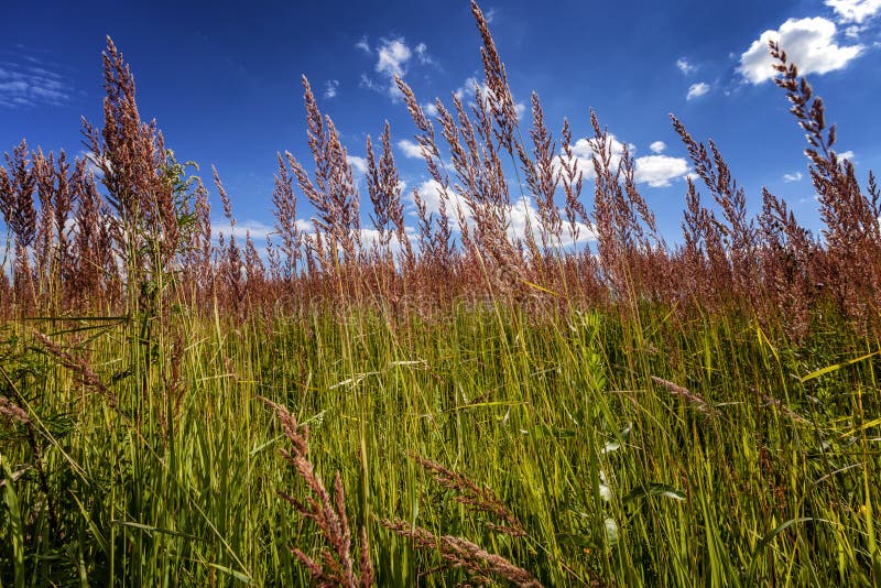 Field with Tall Grass Against a Bright Blue Cloudy Sky. Beautiful ...