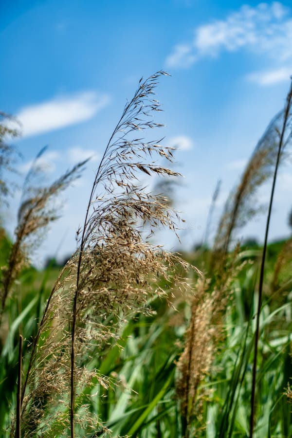 A Field of Tall Grass with a Blue Sky in the Background Stock Image ...