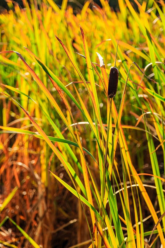 A Field of Tall Grass with a Brown Stalk in the Foreground Stock Photo ...