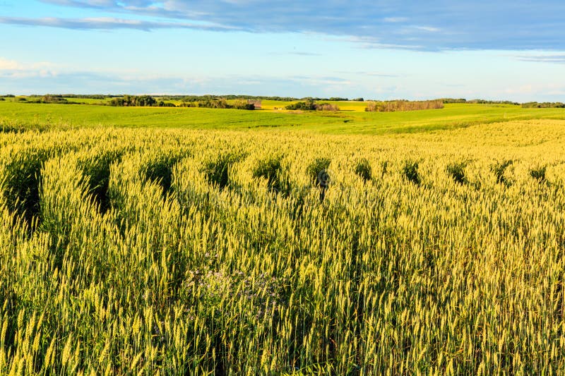 A Field of Tall Grass with a Few Weeds in it Stock Photo - Image of ...