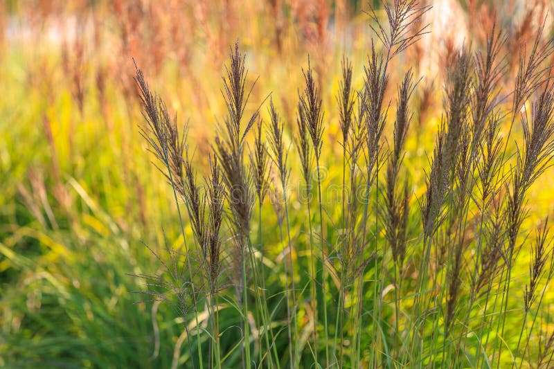 A Field of Tall Grass with a Few Weeds in it Stock Image - Image of ...