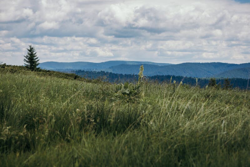 A field of tall grass stock photo. Image of fingers - 215473282