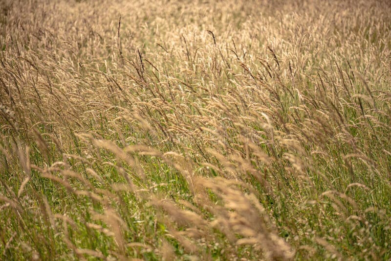 Field of Tall Grass with Foreground Focus Stock Photo - Image of ...