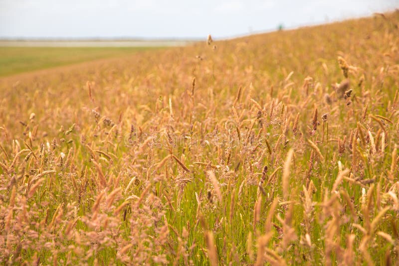 Field of Tall Grass on a Hill Stock Photo - Image of rural, grassland ...