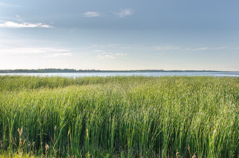 Field of Tall Grass on Summer Day Stock Image - Image of cloudscape ...