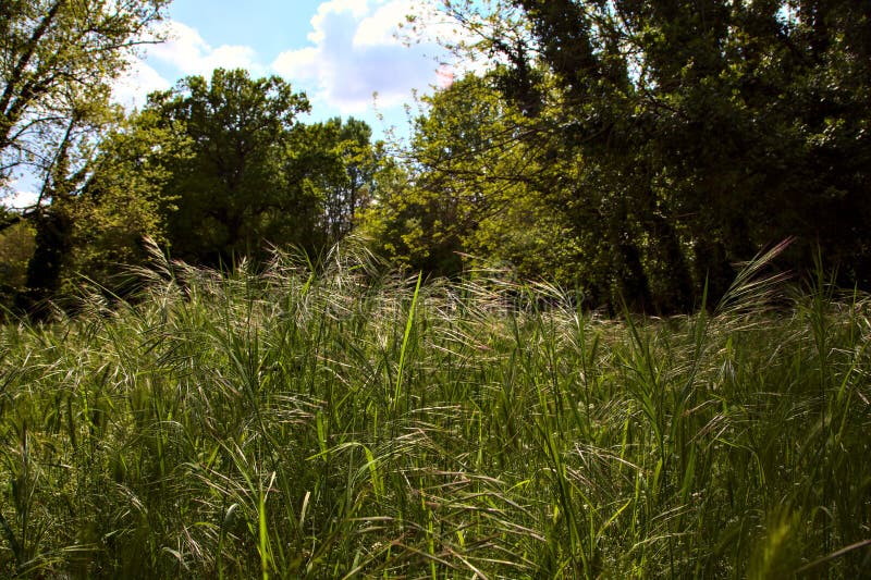 Field with Tall Grass and Trees in the Middle of a Park in Spring in ...