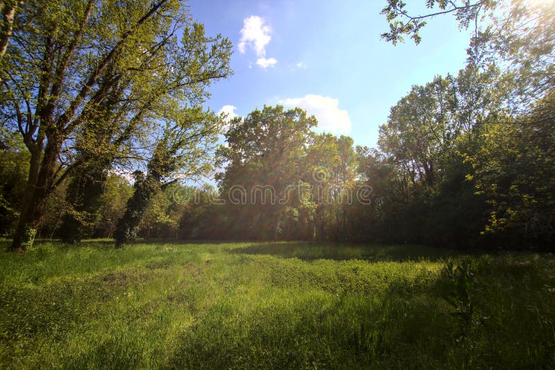 Field with Tall Grass and Trees in the Middle of a Park in Spring in ...