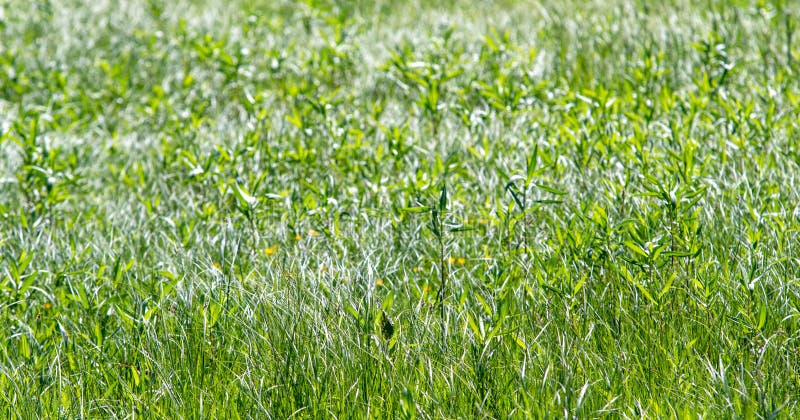Field of tall green grass, stock image. Image of plant - 187707645