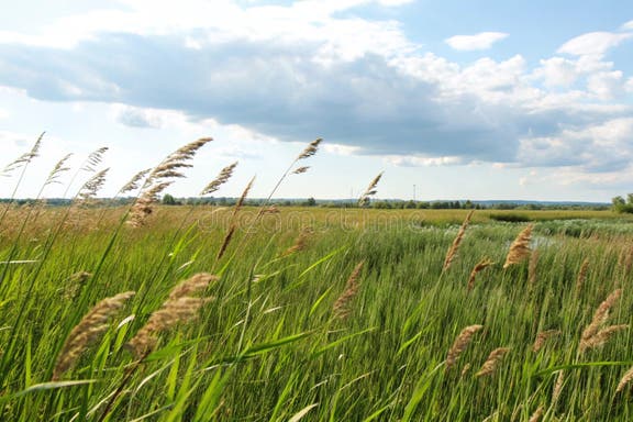 Field of Tall Reeds Grass in the Wind Stock Illustration - Illustration ...