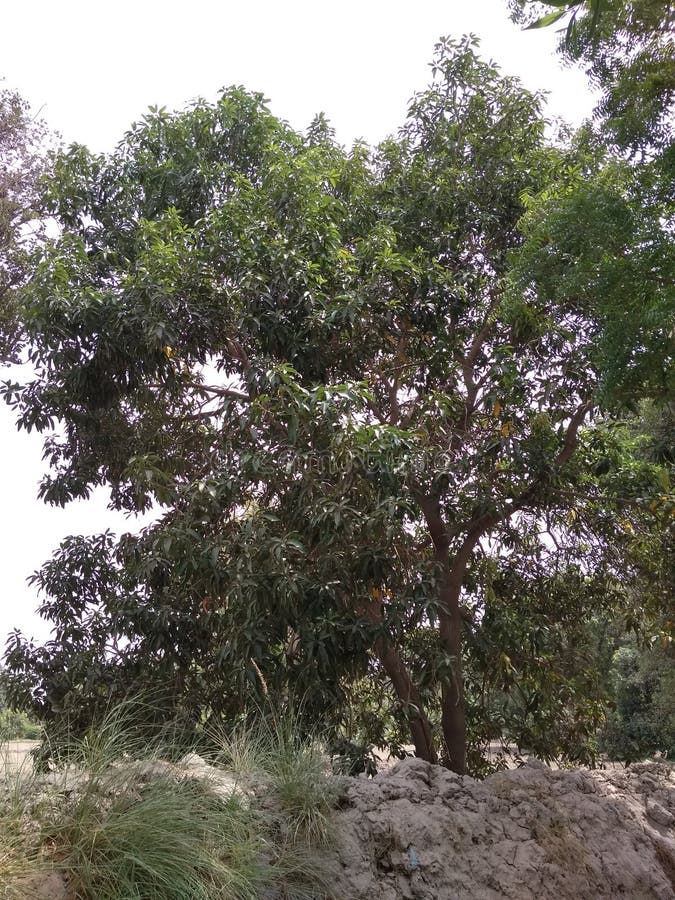 A Tall and Wide Spread Tree Stock Photo - Image of tree, spread: 122681002