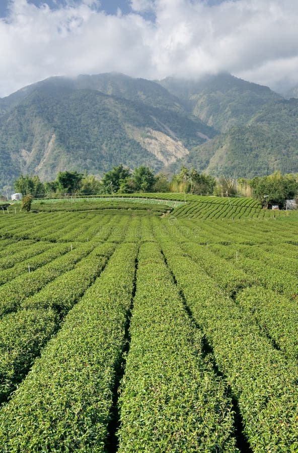 Tea field stock image. Image of green, view, landscape - 61103959