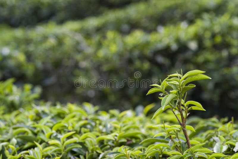 Field of tea plant stock image. Image of baby, farm, kerala - 90647687