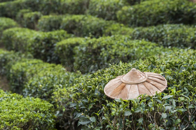 Field of tea plant stock image. Image of highland, pattern - 90647665