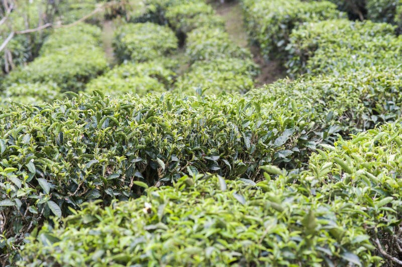 Field of tea plant stock photo. Image of mountain, farmland - 90647718