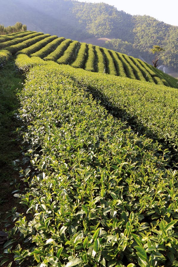 Field of tea plantation stock photo. Image of outdoor - 17696078