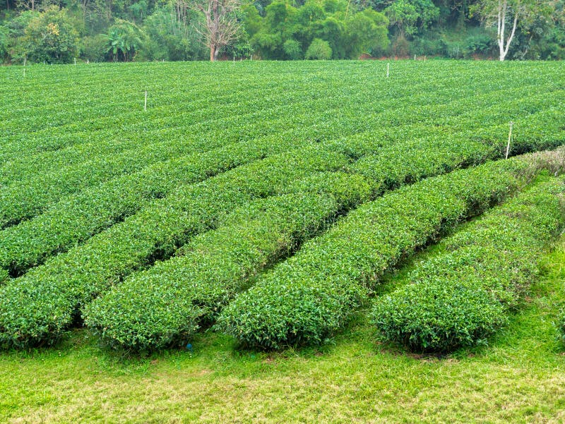 Field of Tea Plantation in a Row Stock Image - Image of ingredient ...