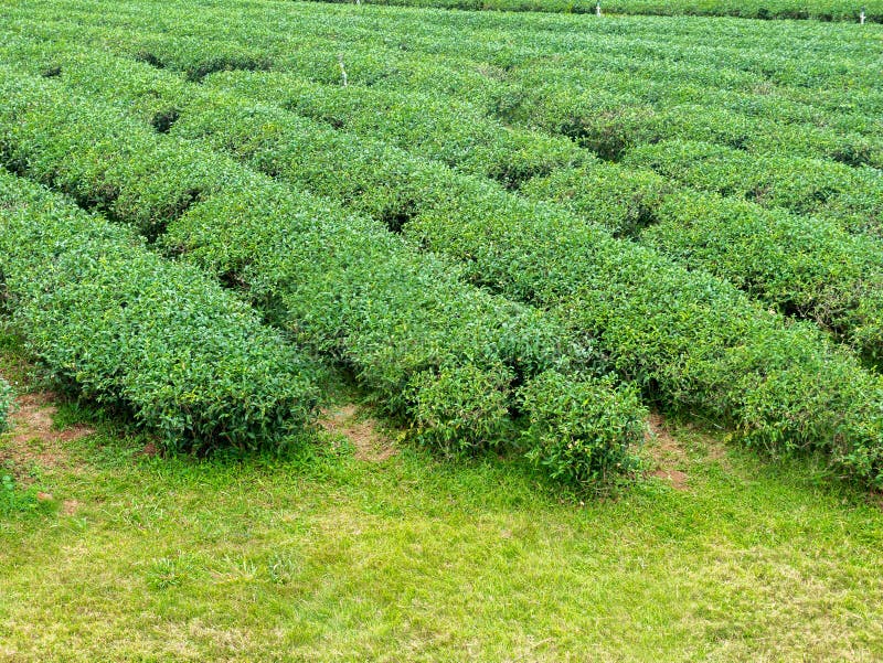 Field of Tea Plantation in a Row Stock Photo - Image of drink, land ...