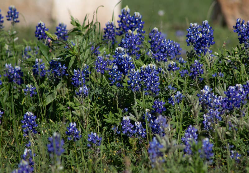 A Field of Texas Bluebonnets on a Windy Day Stock Image - Image of ...