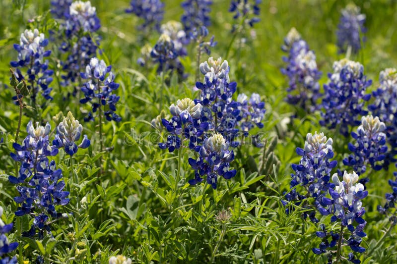 A Field of Texas Bluebonnets on a Windy Day Stock Photo - Image of ...