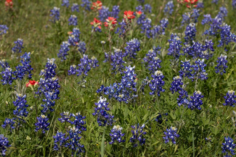 A Field of Texas Bluebonnets on a Windy Day Stock Image - Image of ...