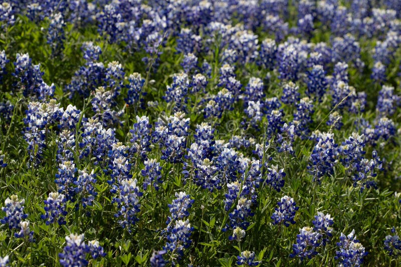 A Field of Texas Bluebonnets on a Windy Day Stock Photo - Image of ...