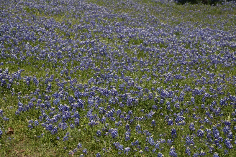 A Field of Texas Bluebonnets on a Windy Day Stock Image - Image of ...