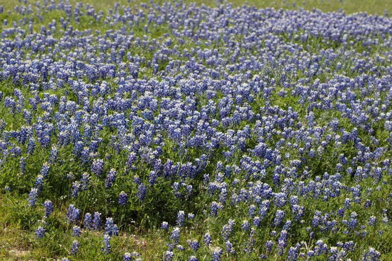 A Field of Texas Bluebonnets on a Windy Day Stock Photo - Image of ...