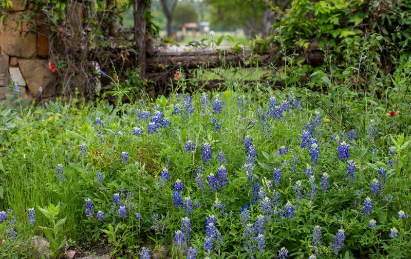 A Field of Texas Bluebonnets on a Windy Day Stock Image - Image of ...