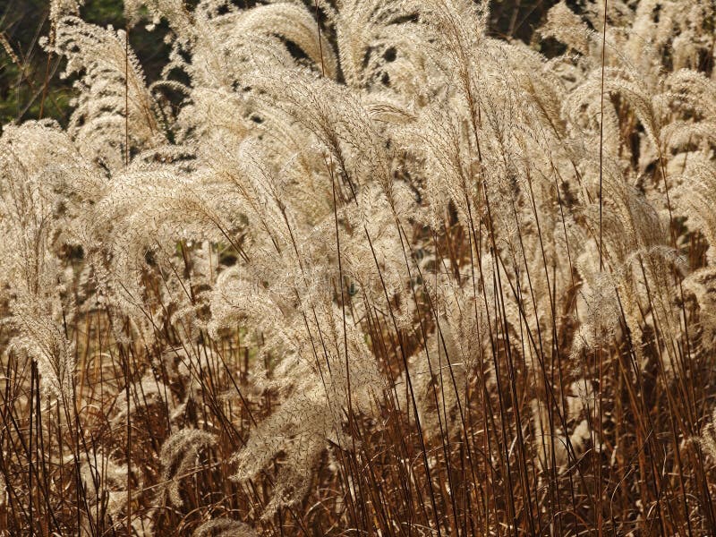 Field of Thatch Flower in the Park in Sunny Day Stock Photo - Image of ...