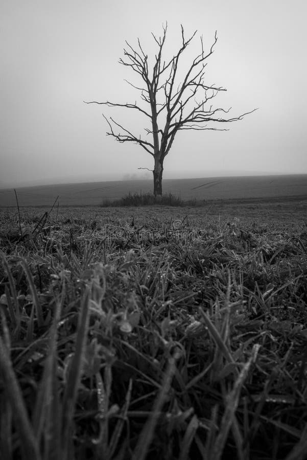 In a Field There is a Single Dead Tree .in a Field There is a Single ...