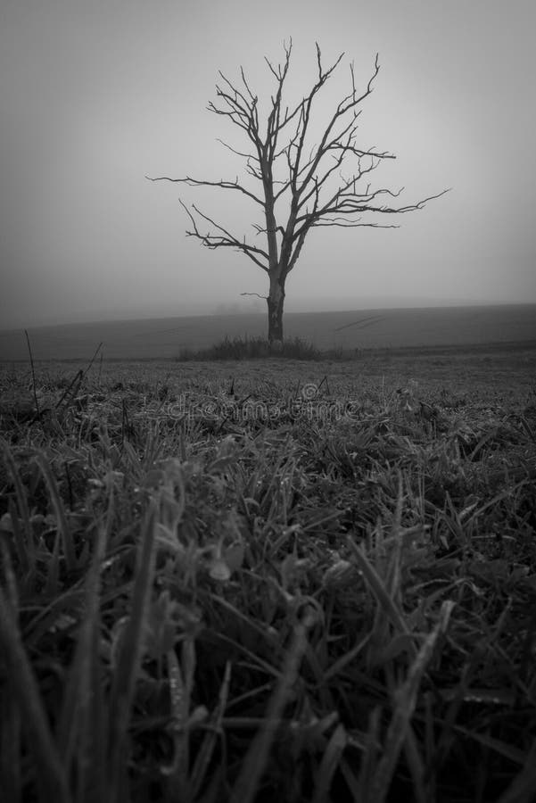 In a Field There is a Single Dead Tree .in a Field There is a Single ...