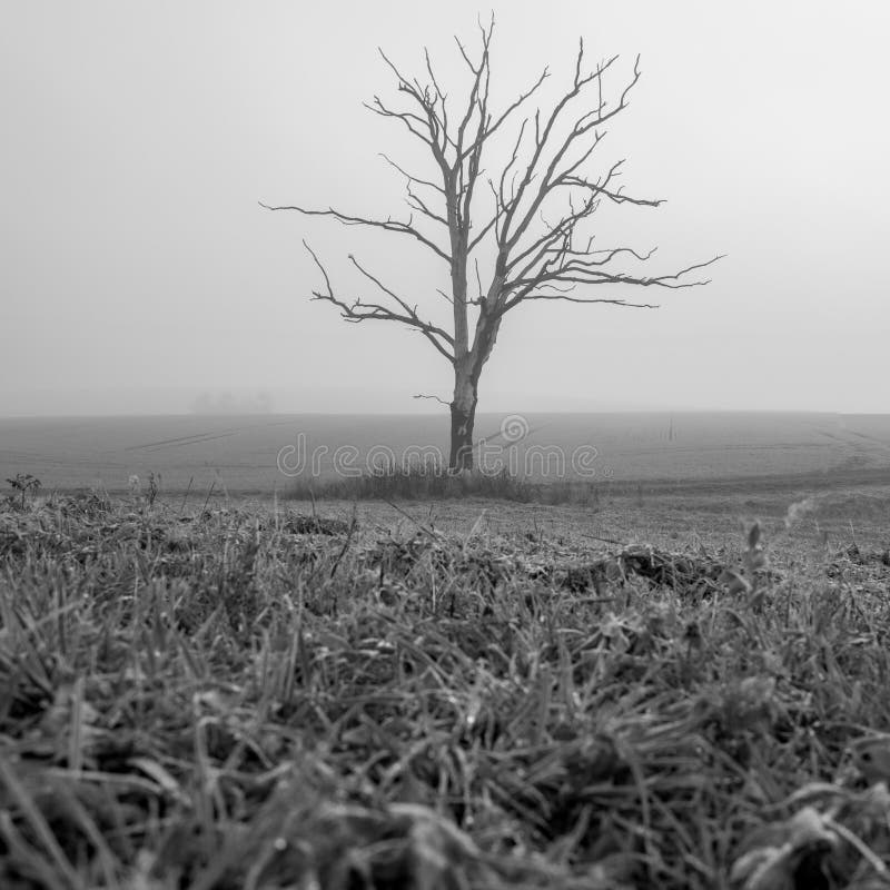 In a Field There is a Single Dead Tree .in a Field There is a Single ...