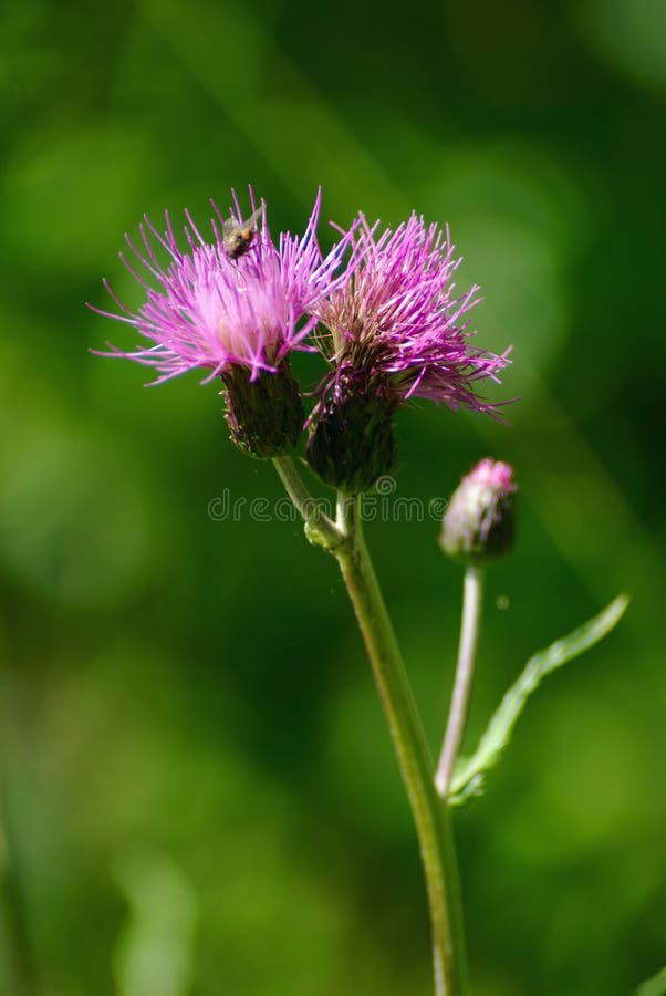 Field Thistle (Cirsium Heterophyllum) Stock Photo - Image of purple ...
