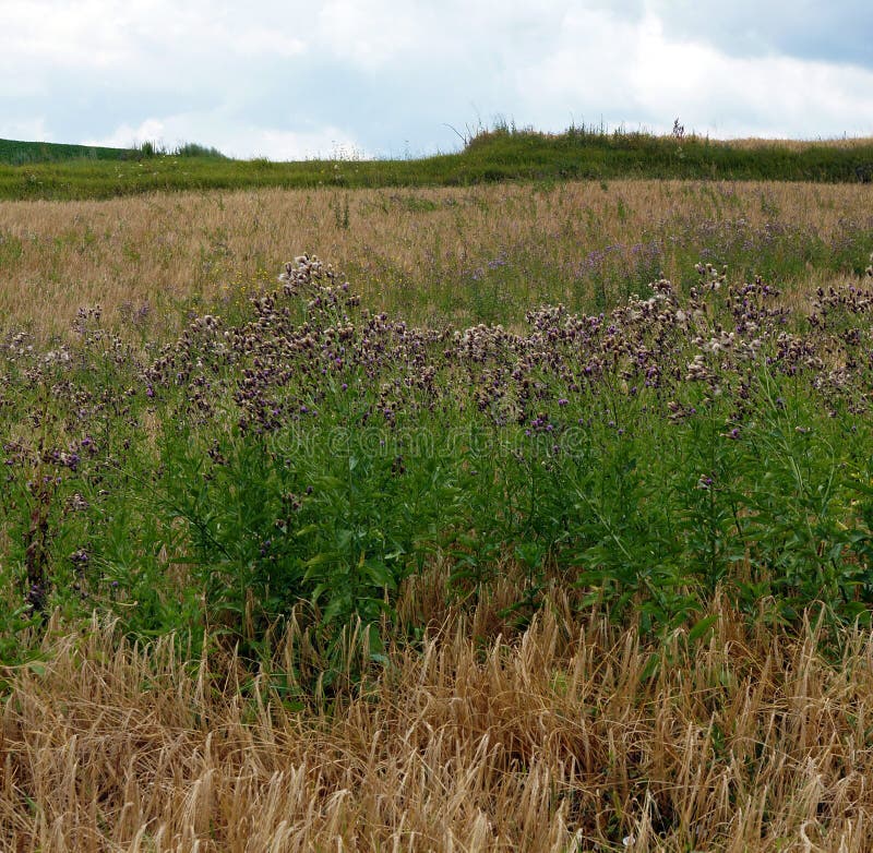 Field with thistle stock photo. Image of bloom, growth - 81225252