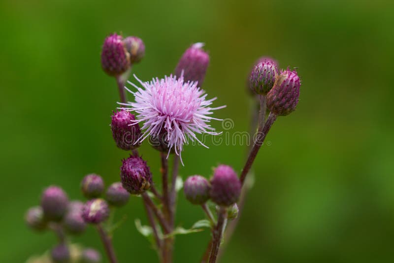 Field Thistle or Creeping Thistle Stock Photo - Image of canada, roots ...