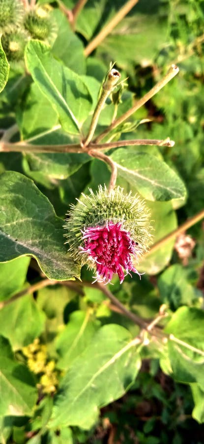 Field Thorn Grows among the Grass Stock Image - Image of herb, nature ...