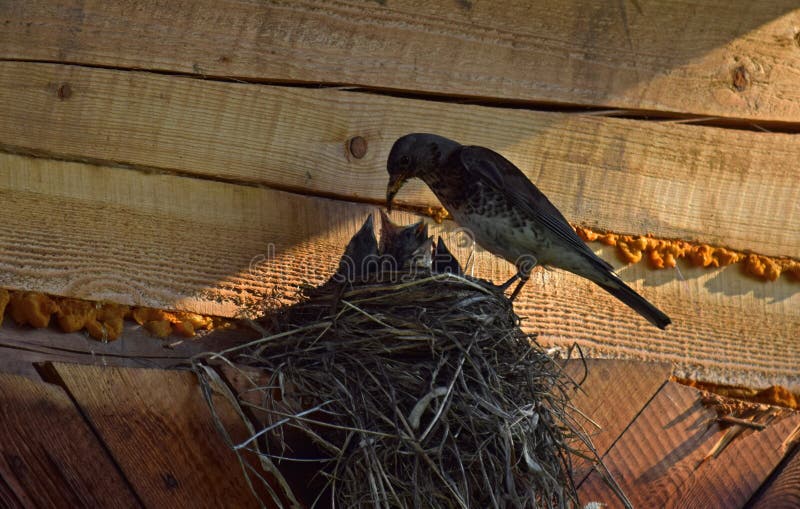 Field Thrush Bird Feeding Chicks in the Nest Stock Image - Image of ...