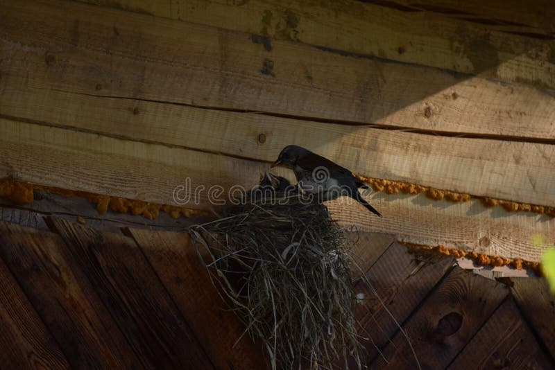 Field Thrush Bird Feeding Chicks in the Nest Stock Photo - Image of ...