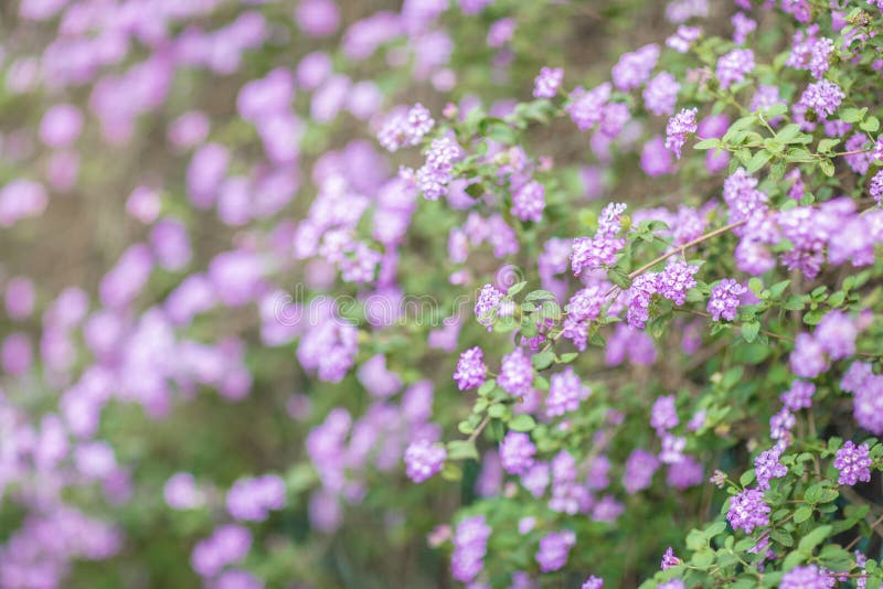 Field of Tiny Purple Flowers Stock Image - Image of floral, blooming ...