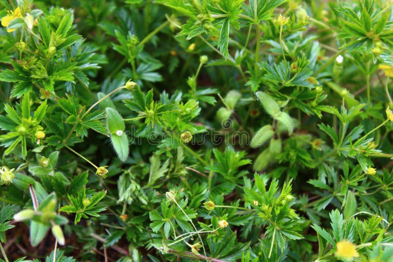 A Field with Tormentil in the Garden Stock Photo - Image of garden ...